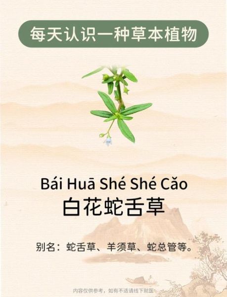 肝炎患者能喝白花蛇舌草吗_白花蛇舌草对肝炎的功效与副作用-第2张图片-山城妙识 肝炎患者能喝白花蛇舌草吗_白花蛇舌草对肝炎的功效与副作用-第2张图片-山城妙识