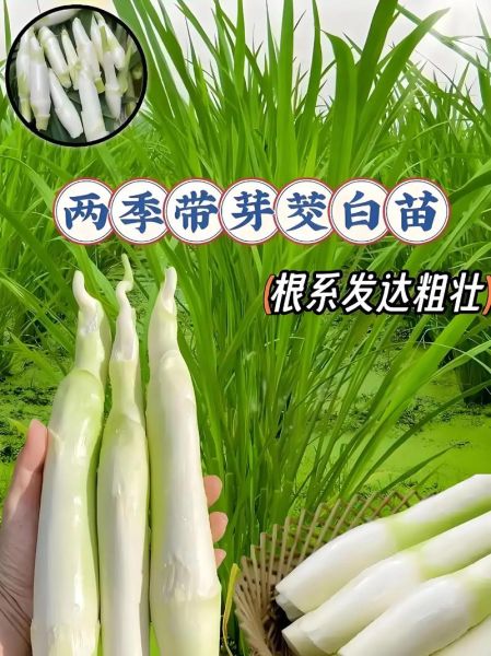 茭白种植利润怎么样_每亩能赚多少钱-第3张图片-山城妙识 茭白种植利润怎么样_每亩能赚多少钱-第3张图片-山城妙识