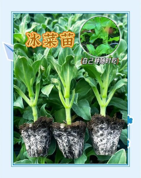 新鲜冬菜怎么保存_新鲜冬菜可以冷冻吗-第2张图片-山城妙识