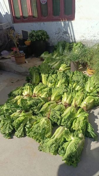 新鲜冬菜怎么保存_新鲜冬菜可以冷冻吗-第1张图片-山城妙识