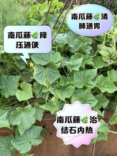 喝南瓜藤水结石散开了_南瓜藤水真的能化石吗-第1张图片-山城妙识 喝南瓜藤水结石散开了_南瓜藤水真的能化石吗-第1张图片-山城妙识