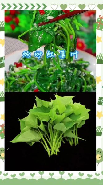红薯叶子怎么做好吃_红薯叶子的家常做法-第3张图片-山城妙识