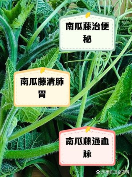 喝南瓜藤水结石散开了_南瓜藤水真的能化石吗-第3张图片-山城妙识 喝南瓜藤水结石散开了_南瓜藤水真的能化石吗-第3张图片-山城妙识