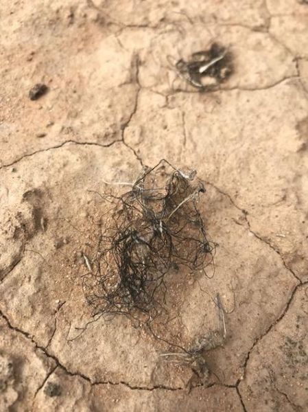 发菜长在地上是什么样子_发菜生长环境-第1张图片-山城妙识 发菜长在地上是什么样子_发菜生长环境-第1张图片-山城妙识