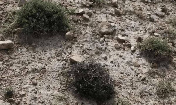 发菜长在地上是什么样子_发菜生长环境-第2张图片-山城妙识 发菜长在地上是什么样子_发菜生长环境-第2张图片-山城妙识