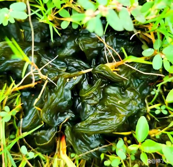 发菜长在地上是什么样子_发菜生长环境-第3张图片-山城妙识 发菜长在地上是什么样子_发菜生长环境-第3张图片-山城妙识