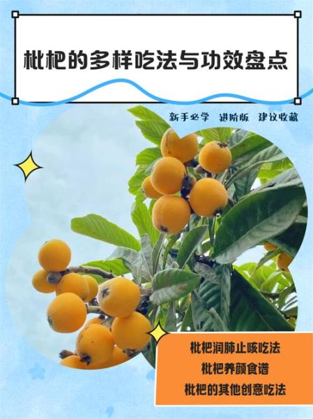 新鲜枇杷的功效与作用_枇杷怎么吃润肺止咳-第2张图片-山城妙识 新鲜枇杷的功效与作用_枇杷怎么吃润肺止咳-第2张图片-山城妙识