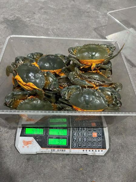 三门青蟹怎么挑选_三门青蟹多少钱一斤-第3张图片-山城妙识