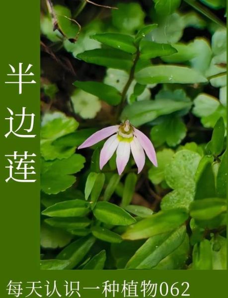 半边莲图片长什么样_半边莲的功效与作用有哪些-第2张图片-山城妙识
