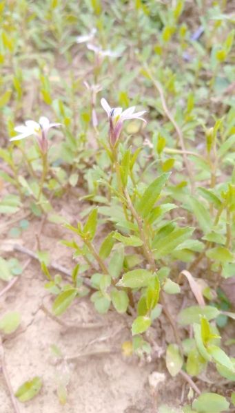 半边莲图片长什么样_半边莲的功效与作用有哪些-第3张图片-山城妙识