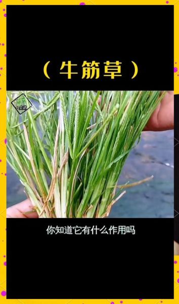 牛筋草多少钱一斤_牛筋草价格行情-第3张图片-山城妙识