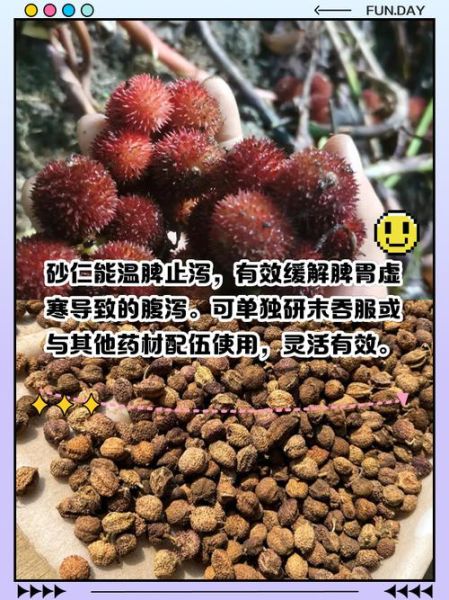 砂仁什么人不能吃_砂仁的禁忌与副作用-第1张图片-山城妙识