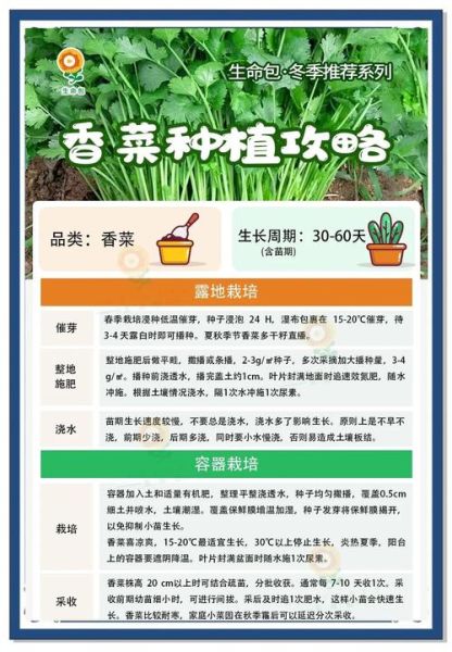 香菜怎么种_香菜种植注意事项-第1张图片-山城妙识