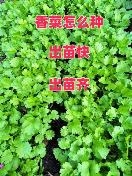 香菜怎么种_香菜种植注意事项-第2张图片-山城妙识
