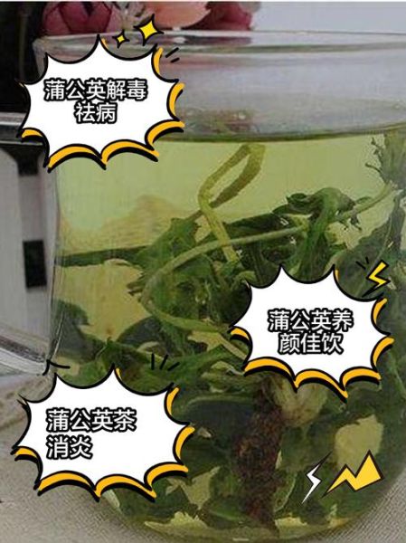 蒲公英能长期泡水喝吗_长期喝蒲公英水的副作用-第2张图片-山城妙识