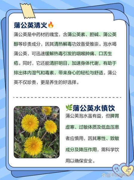 蒲公英能长期泡水喝吗_长期喝蒲公英水的副作用-第1张图片-山城妙识