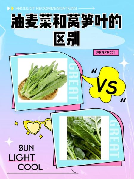 油麦菜和莴笋叶的区别图片_怎么区分油麦菜和莴笋叶-第1张图片-山城妙识