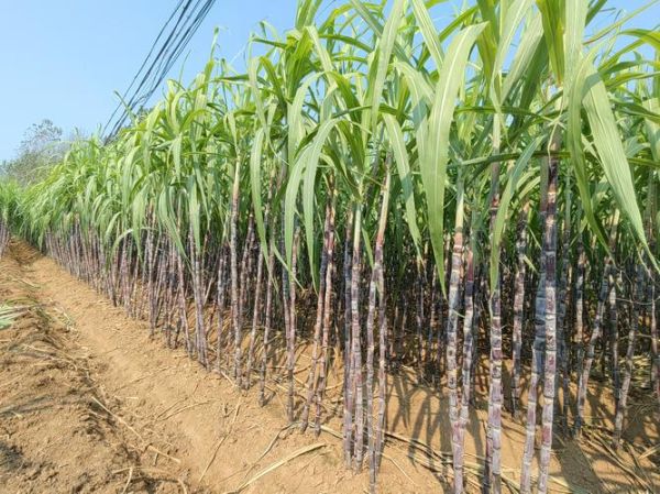 甘蔗适合种在哪里_甘蔗种植地区气候条件-第1张图片-山城妙识