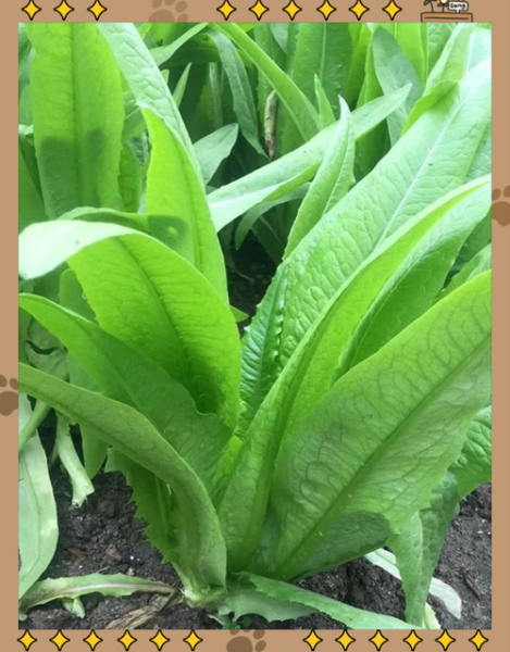 油麦菜和莴笋叶的区别图片_怎么区分油麦菜和莴笋叶-第3张图片-山城妙识