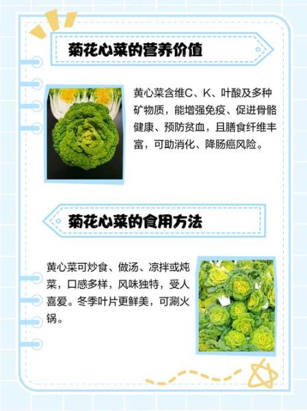 菊花菜怎么做好吃_菊花菜营养价值-第2张图片-山城妙识