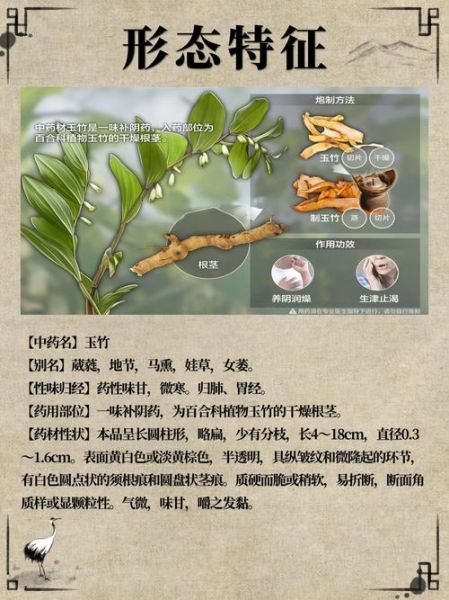 玉竹茶的功效与作用禁忌_适合什么人喝-第2张图片-山城妙识