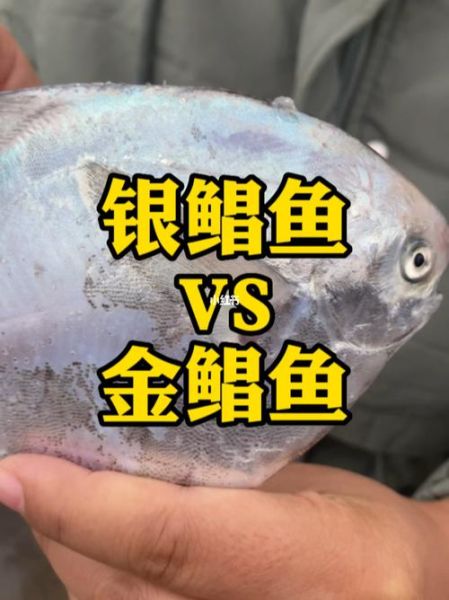 银鲳鱼和金鲳鱼的区别_哪个更好吃-第2张图片-山城妙识 银鲳鱼和金鲳鱼的区别_哪个更好吃-第2张图片-山城妙识
