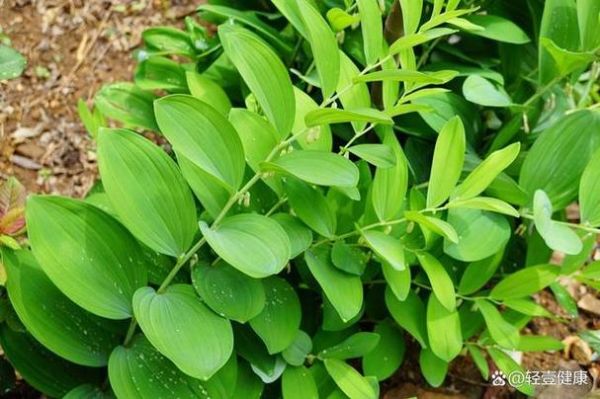 玉竹茶的功效与作用禁忌_适合什么人喝-第3张图片-山城妙识