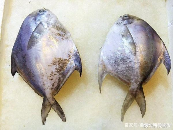 又薄又扁的鱼是什么鱼_常见种类及选购技巧-第1张图片-山城妙识 又薄又扁的鱼是什么鱼_常见种类及选购技巧-第1张图片-山城妙识