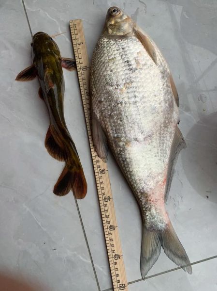 又薄又扁的鱼是什么鱼_常见种类及选购技巧-第2张图片-山城妙识 又薄又扁的鱼是什么鱼_常见种类及选购技巧-第2张图片-山城妙识