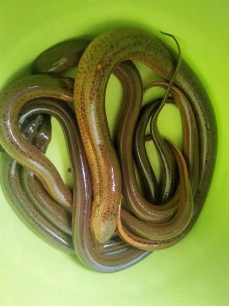 野生泥鳅多少钱一斤_野生泥鳅价格受哪些因素影响-第2张图片-山城妙识