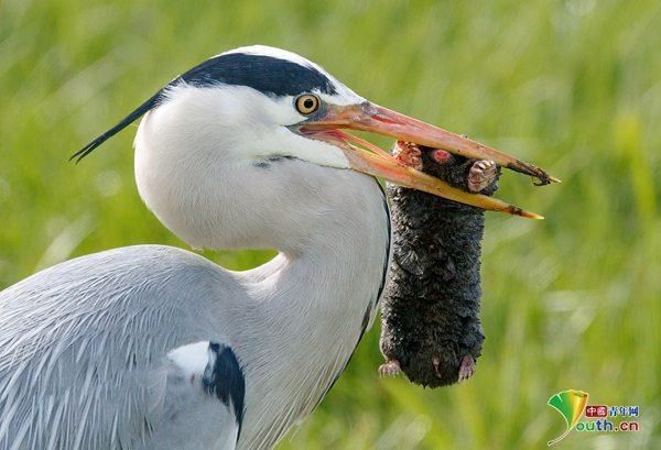 胡萝卜须怎么抓鼹鼠_鼹鼠被抛向天空会怎样-第2张图片-山城妙识