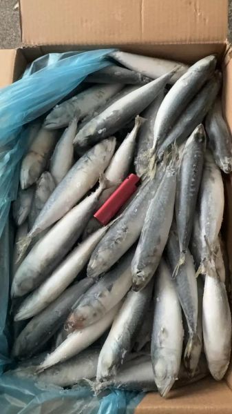 鲐鱼怎么读_鲐鱼是什么鱼-第2张图片-山城妙识