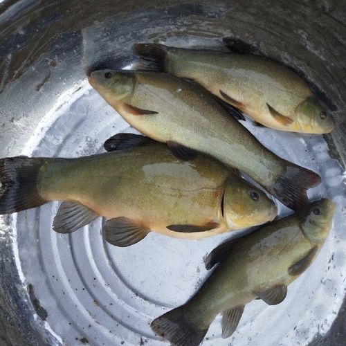 丁桂鱼好吃吗_丁桂鱼口感怎么样-第3张图片-山城妙识