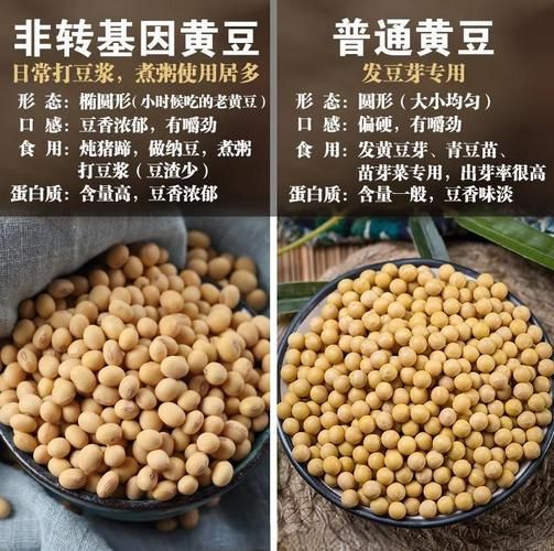 大豆图片和黄豆图片的区别_如何分辨黄豆与大豆-第1张图片-山城妙识 大豆图片和黄豆图片的区别_如何分辨黄豆与大豆-第1张图片-山城妙识