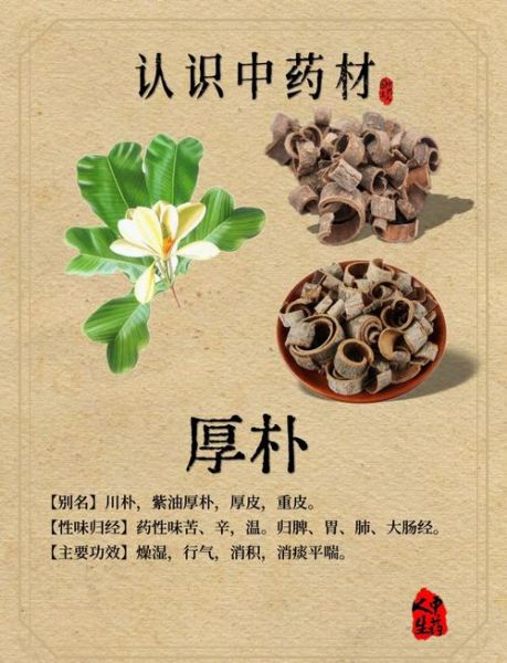 厚朴的功效与作用有哪些_厚朴如何正确服用-第1张图片-山城妙识