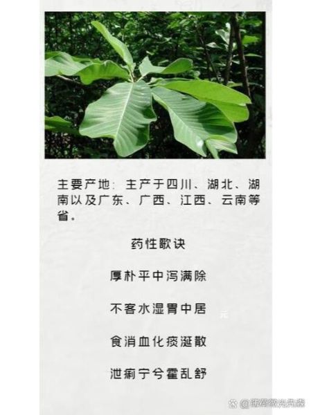 厚朴的功效与作用有哪些_厚朴如何正确服用-第3张图片-山城妙识