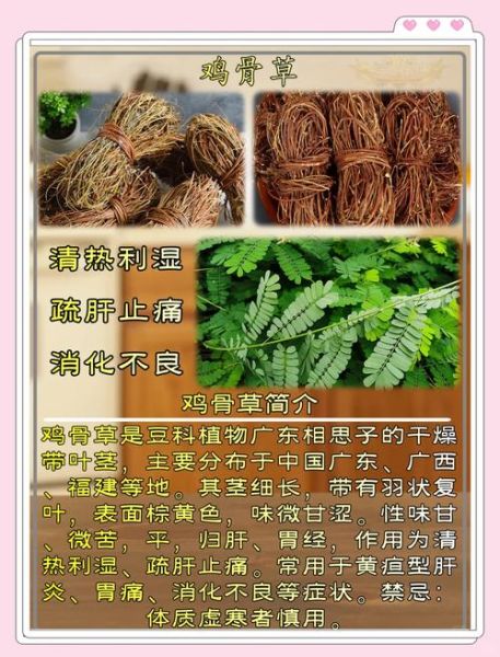 鸡骨草煲汤大全_鸡骨草和什么搭配最好-第1张图片-山城妙识