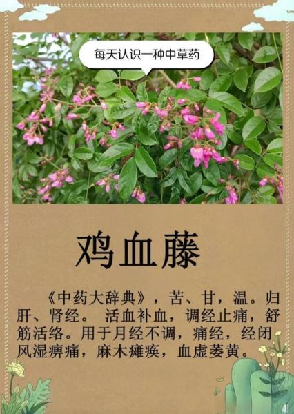 鸡血藤的功效与作用及禁忌_鸡血藤适合什么人吃-第1张图片-山城妙识