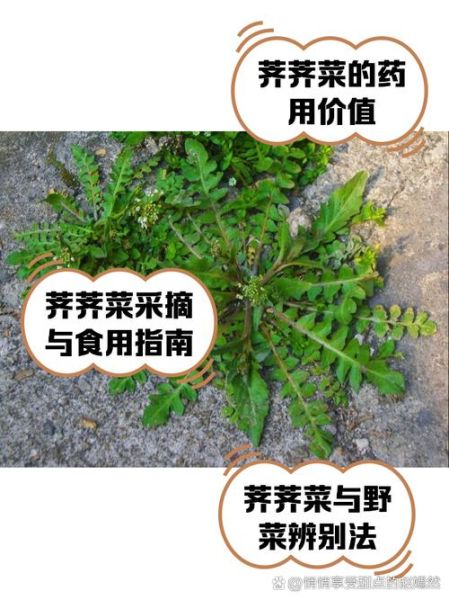 荠菜又叫什么菜_荠菜的别名有哪些-第1张图片-山城妙识