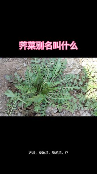 荠菜又叫什么菜_荠菜的别名有哪些-第2张图片-山城妙识