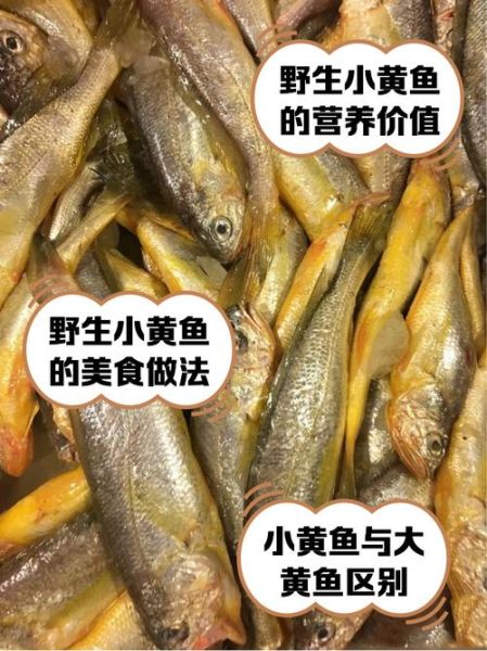 小黄鱼是海鱼还是淡水鱼_小黄鱼产地在哪里-第1张图片-山城妙识
