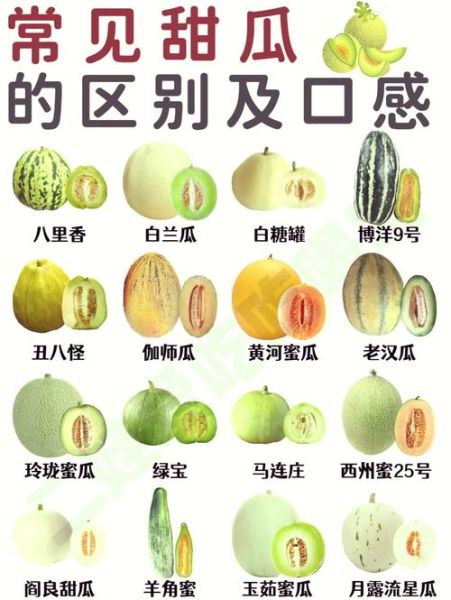 甜瓜品种十大排行榜_哪种甜瓜最好吃-第1张图片-山城妙识