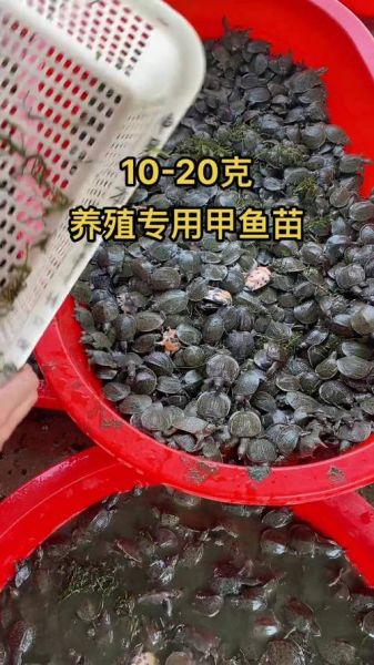 甲鱼养殖新技术_如何科学提高产量-第3张图片-山城妙识 甲鱼养殖新技术_如何科学提高产量-第3张图片-山城妙识