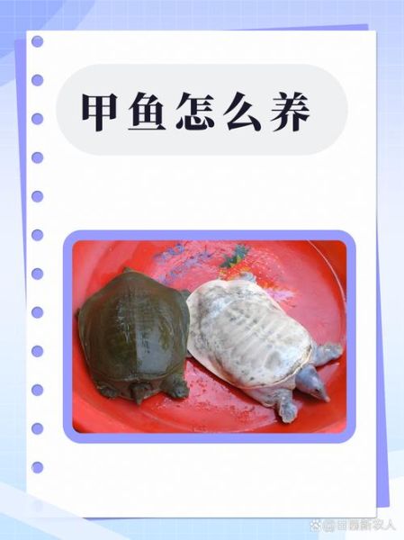 甲鱼养殖新技术_如何科学提高产量-第2张图片-山城妙识 甲鱼养殖新技术_如何科学提高产量-第2张图片-山城妙识