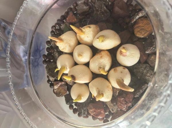 郁金香什么时候种_郁金香怎么种-第1张图片-山城妙识