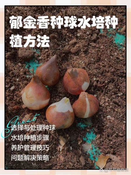 郁金香什么时候种_郁金香怎么种-第2张图片-山城妙识