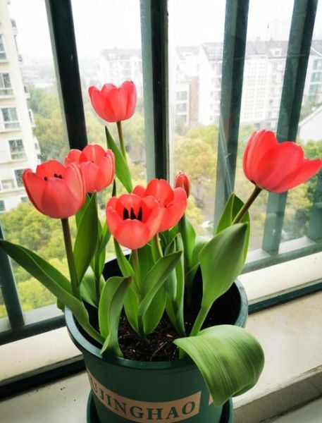 郁金香什么时候种_郁金香怎么种-第3张图片-山城妙识