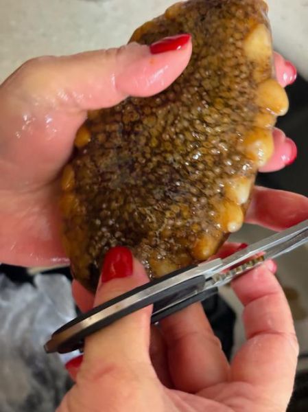 鲜海参多少钱一斤_鲜海参价格为什么差别大-第2张图片-山城妙识