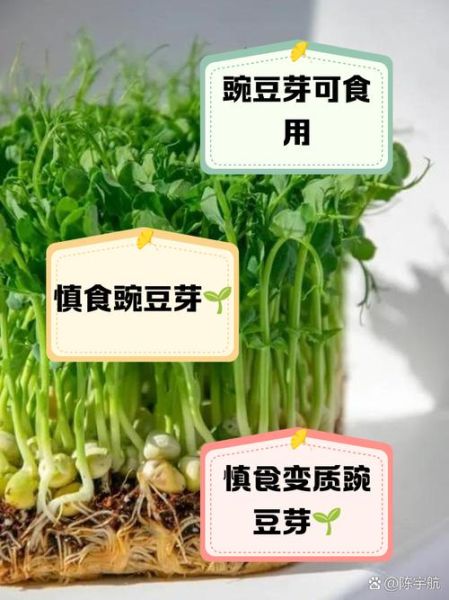 豌豆芽的功效与作用_豌豆芽怎么吃最营养-第2张图片-山城妙识