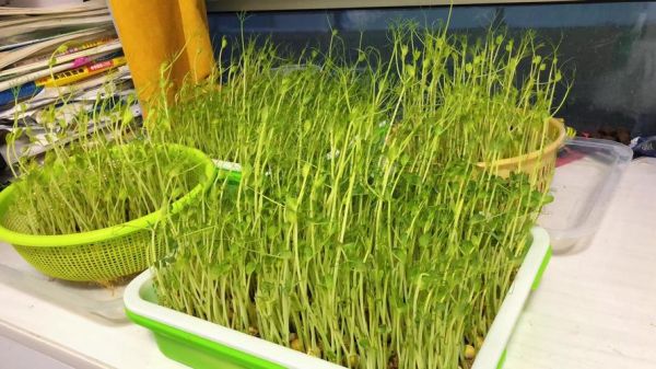 豌豆芽的功效与作用_豌豆芽怎么吃最营养-第3张图片-山城妙识